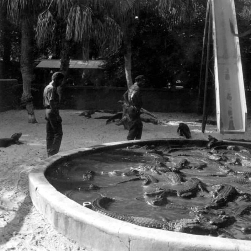 Alligator Farms: 33 Astounding Vintage Photographs