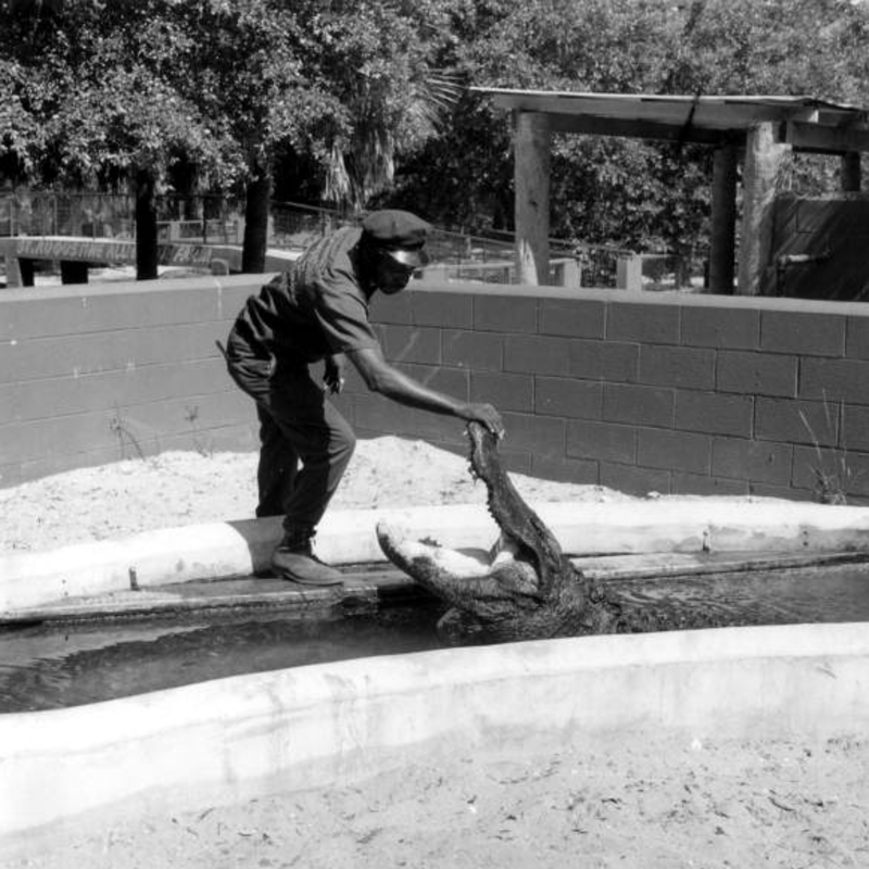 Alligator Farms: 33 Astounding Vintage Photographs