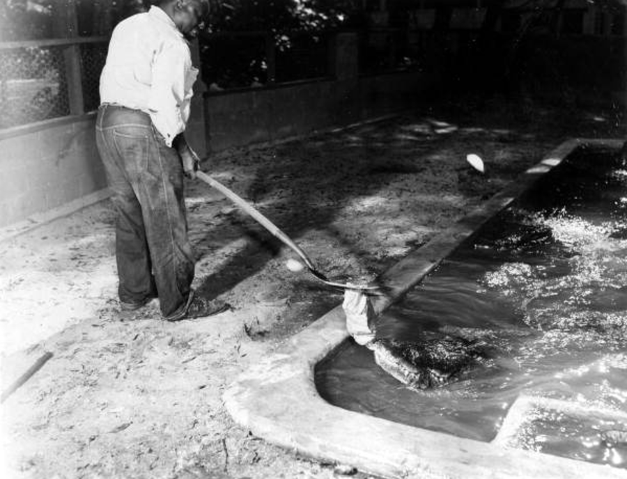 Alligator Farms: 33 Astounding Vintage Photographs