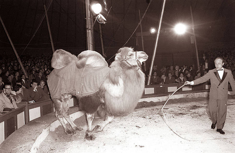 Vintage Circus Photos: 36 Images From The Glory Day Of The Big Top