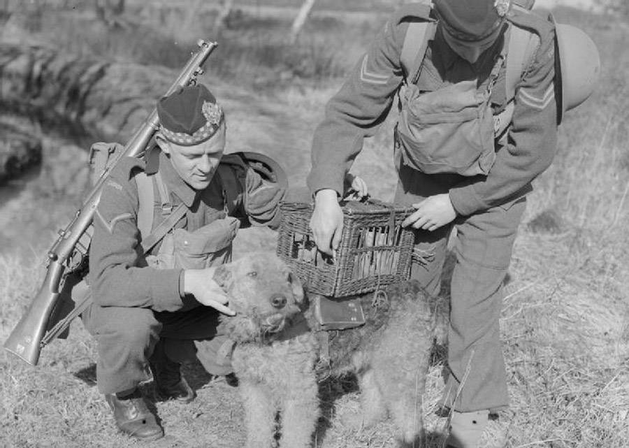 30 Surreal Historical Photos Of Military Animals In Action