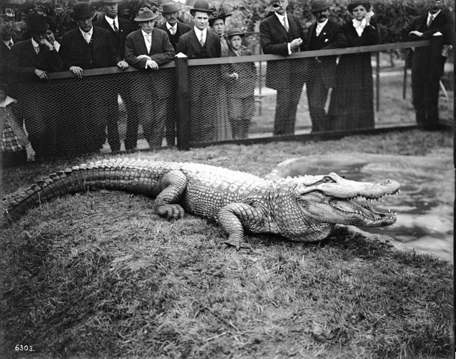 Alligator Farms: 33 Astounding Vintage Photographs