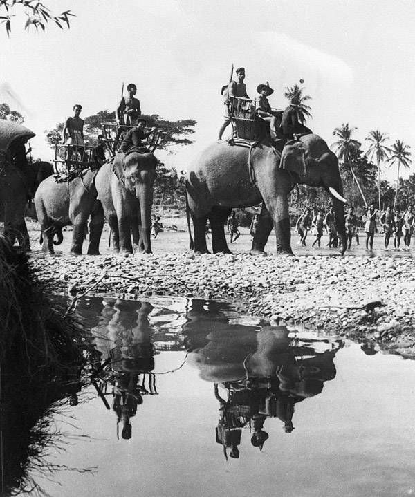 30 Surreal Historical Photos Of Military Animals In Action