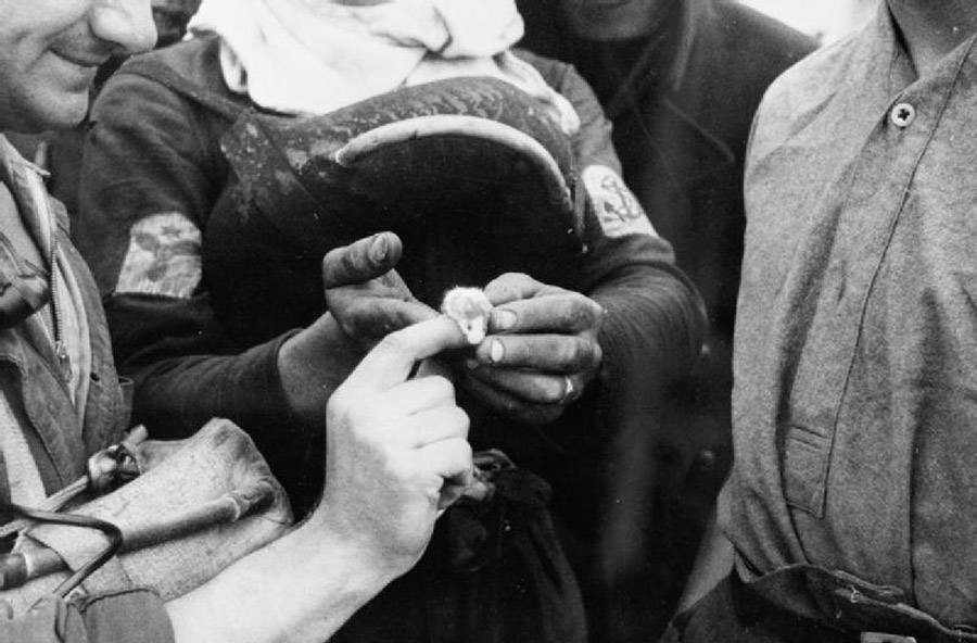 30 Surreal Historical Photos Of Military Animals In Action