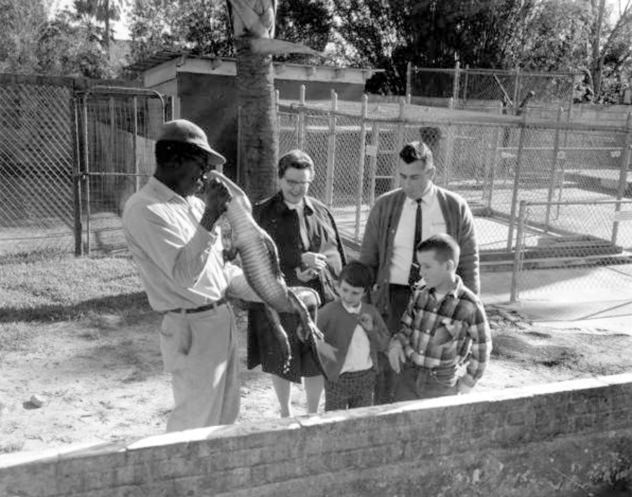 Alligator Farms: 33 Astounding Vintage Photographs