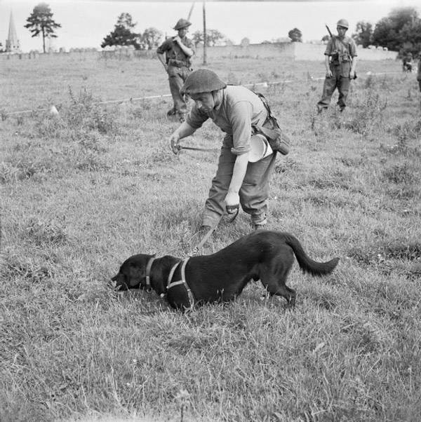 30 Surreal Historical Photos Of Military Animals In Action