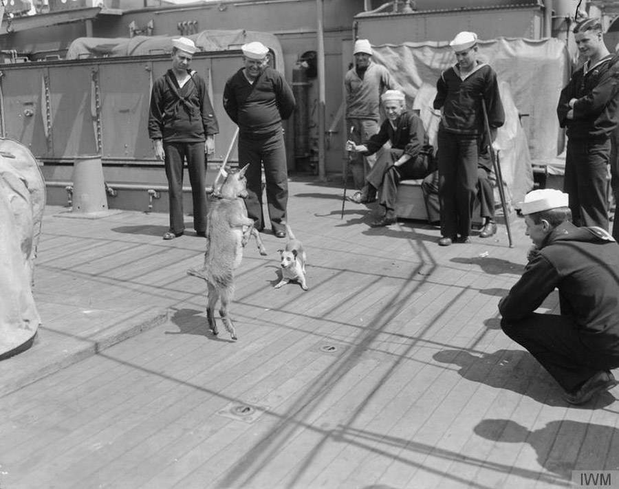 30 Surreal Historical Photos Of Military Animals In Action