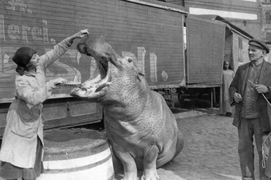 Vintage Circus Photos: 36 Images From The Glory Day Of The Big Top