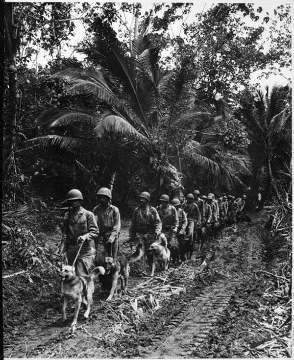 30 Surreal Historical Photos Of Military Animals In Action