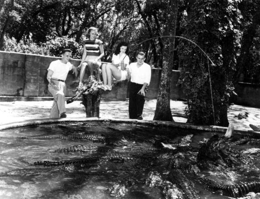 Alligator Farms: 33 Astounding Vintage Photographs