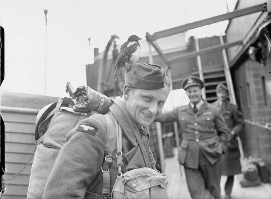 30 Surreal Historical Photos Of Military Animals In Action