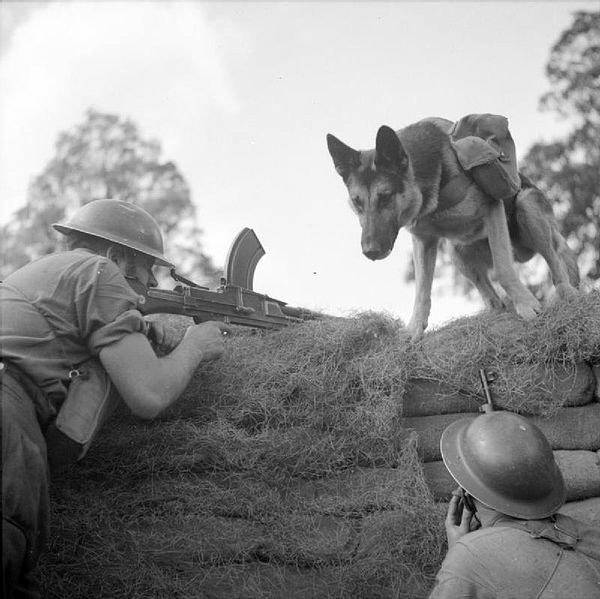 30 Surreal Historical Photos Of Military Animals In Action