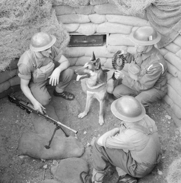 30 Surreal Historical Photos Of Military Animals In Action