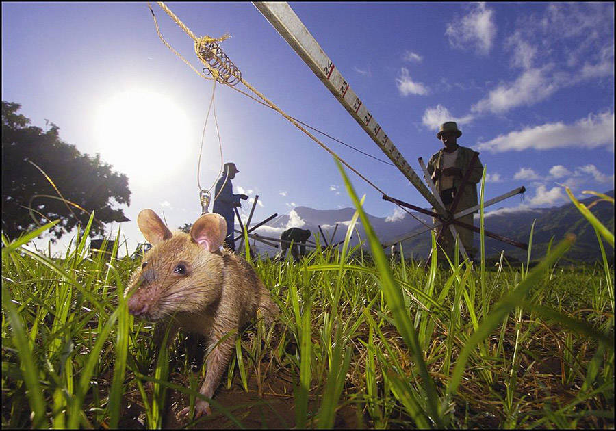 30 Surreal Historical Photos Of Military Animals In Action