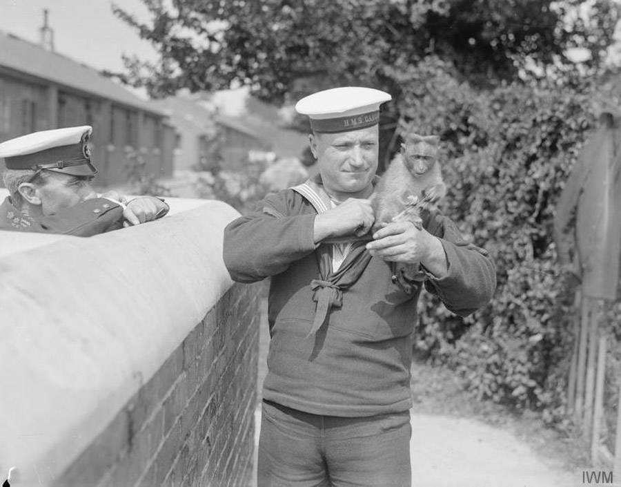 30 Surreal Historical Photos Of Military Animals In Action