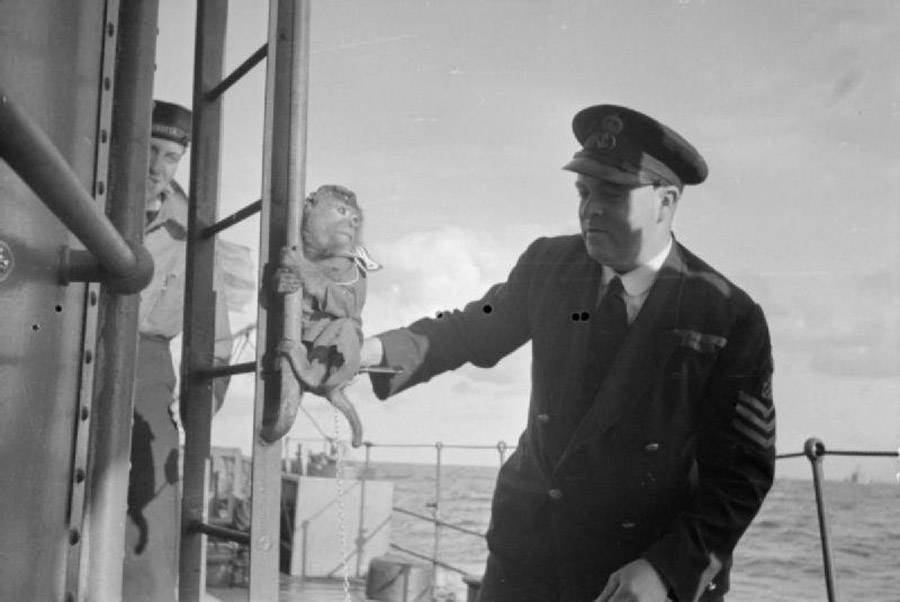 30 Surreal Historical Photos Of Military Animals In Action