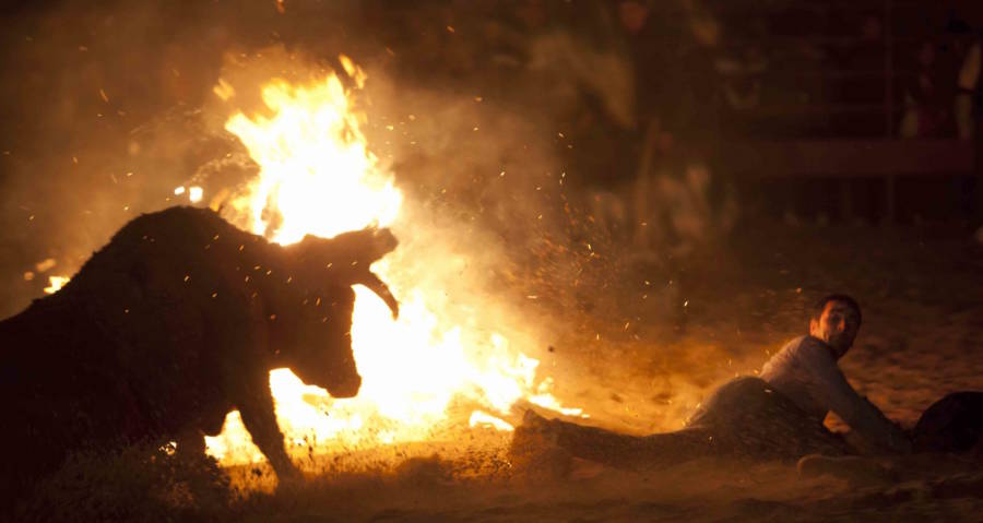 Bull Kills Itself After Its Horns Are Set On Fire During Spanish Festival