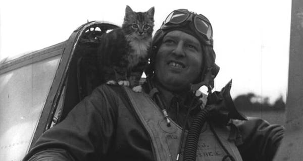 30 Surreal Historical Photos Of Military Animals In Action