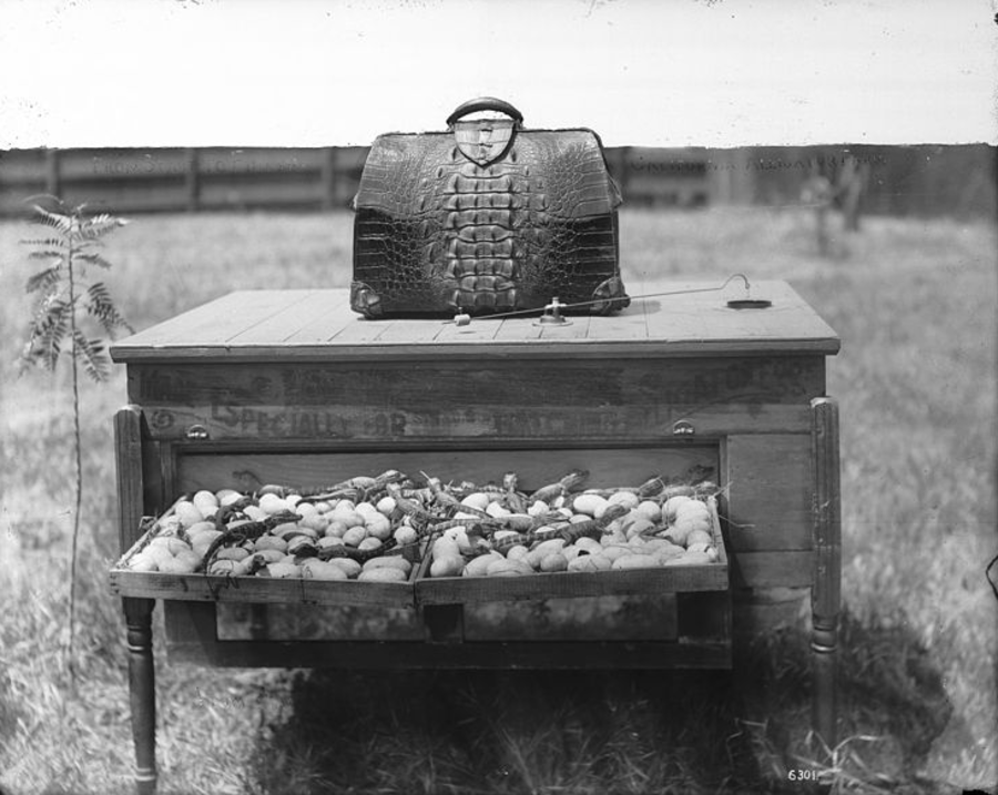 Alligator Farms: 33 Astounding Vintage Photographs