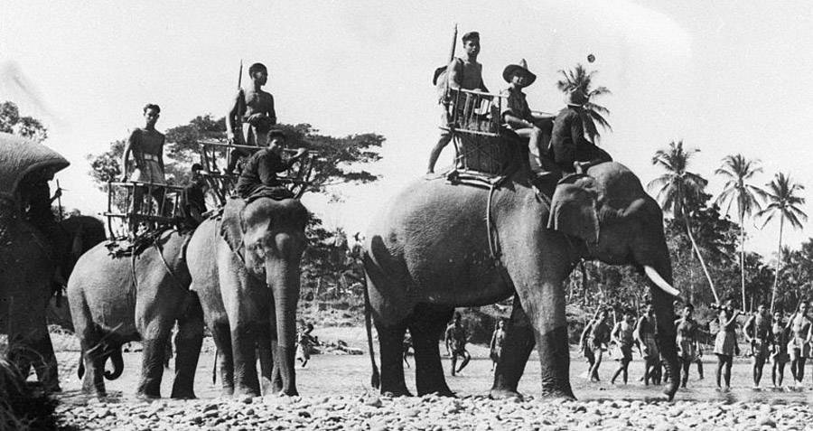 30 Surreal Historical Photos Of Military Animals In Action