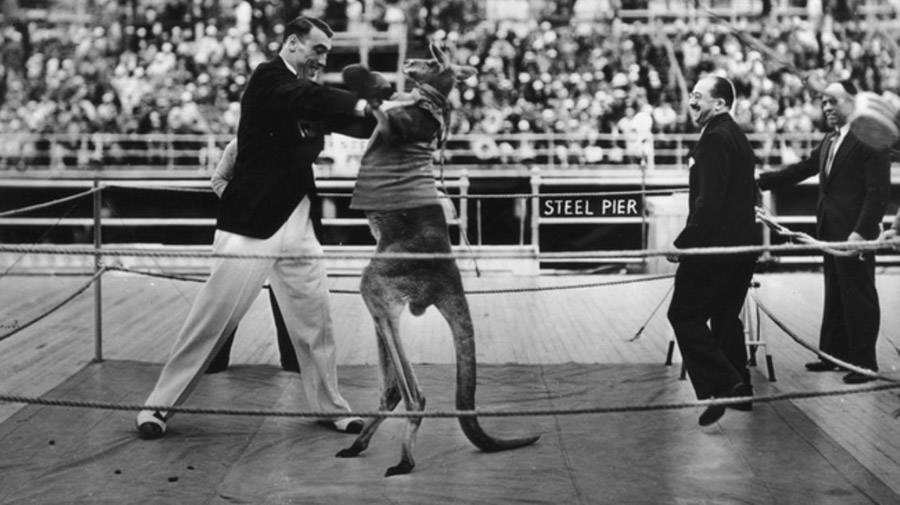 Kangaroo Boxing: 20 Bizarre And Disturbing Vintage Photos