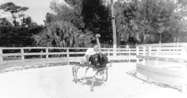 Ostrich Racing: 29 Unbelievable Yet Real Vintage Photos