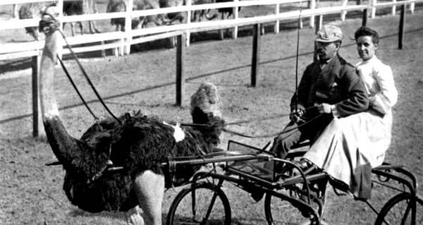 Ostrich Racing: 29 Unbelievable Yet Real Vintage Photos