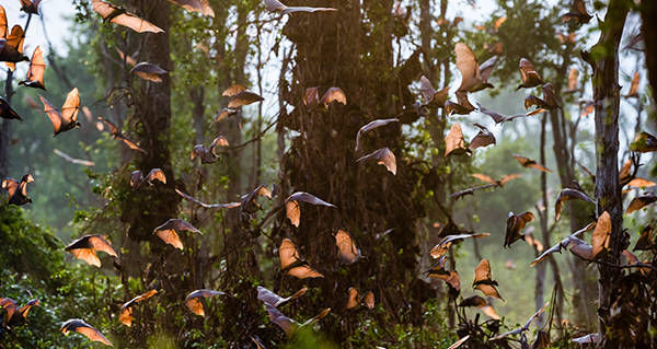 The Very Real U.S. Plan To Use Bat Bombs On Japan During World War 2