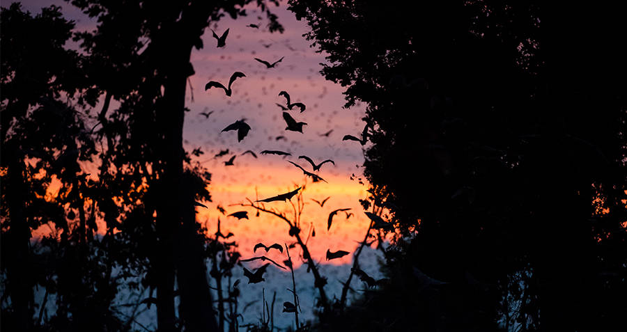 The Very Real U.S. Plan To Use Bat Bombs On Japan During World War 2