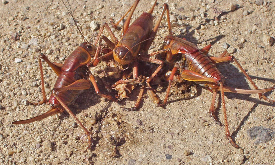 15 Cannibal Animals That Scientists Have Observed In The Wild