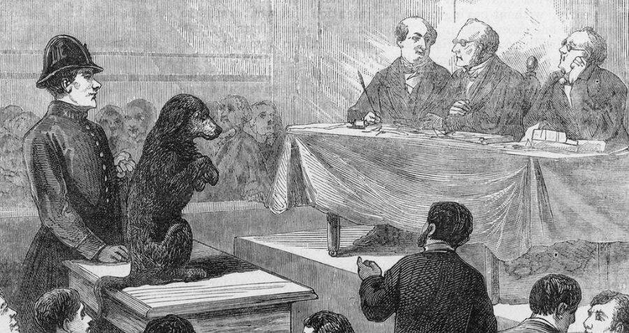 Animal Trials: The Bizarre Court Cases Against 'Criminal' Creatures