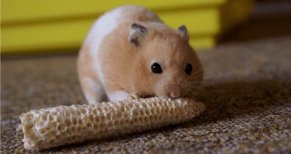 15 Cannibal Animals That Scientists Have Observed In The Wild