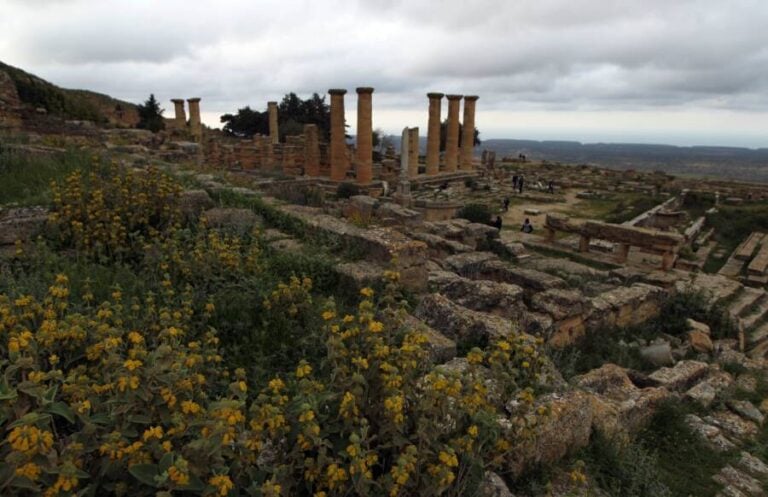 Silphium, The Ancient 'Miracle Plant' Rediscovered In Turkey