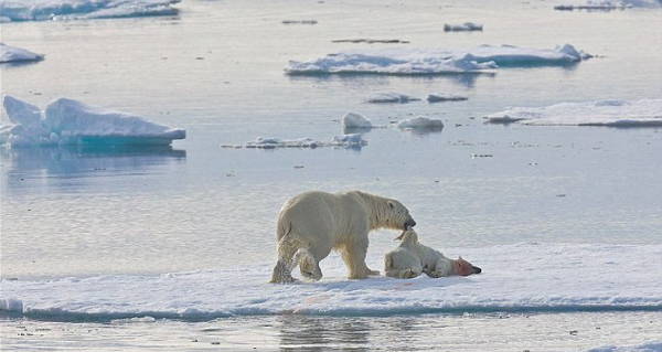 15 Cannibal Animals That Scientists Have Observed In The Wild