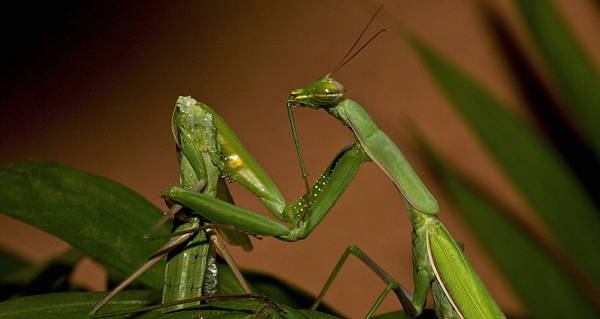 15 Cannibal Animals That Scientists Have Observed In The Wild