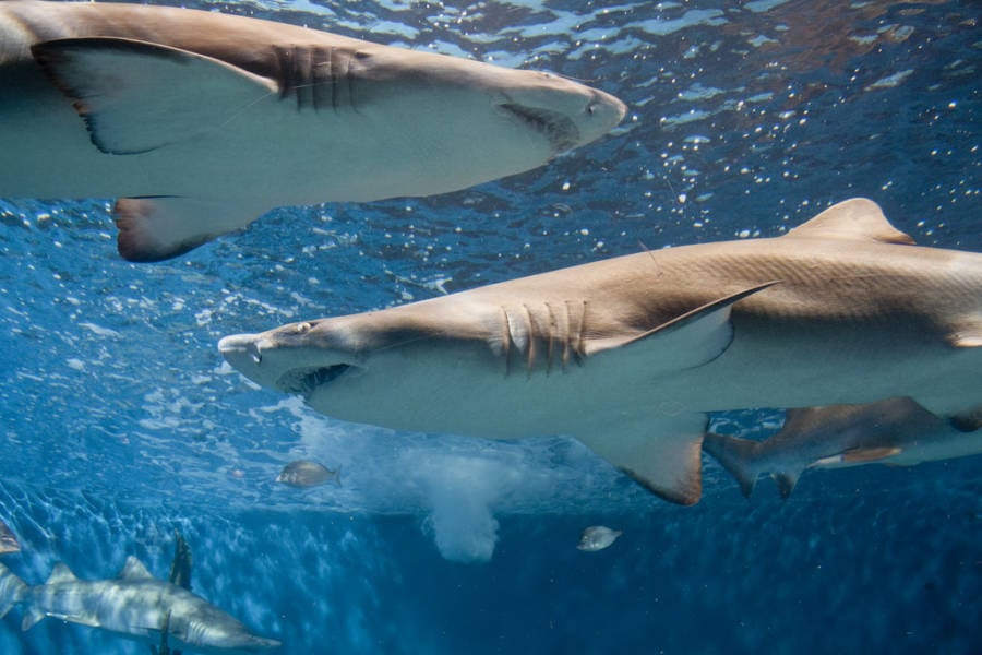 15 Cannibal Animals That Scientists Have Observed In The Wild