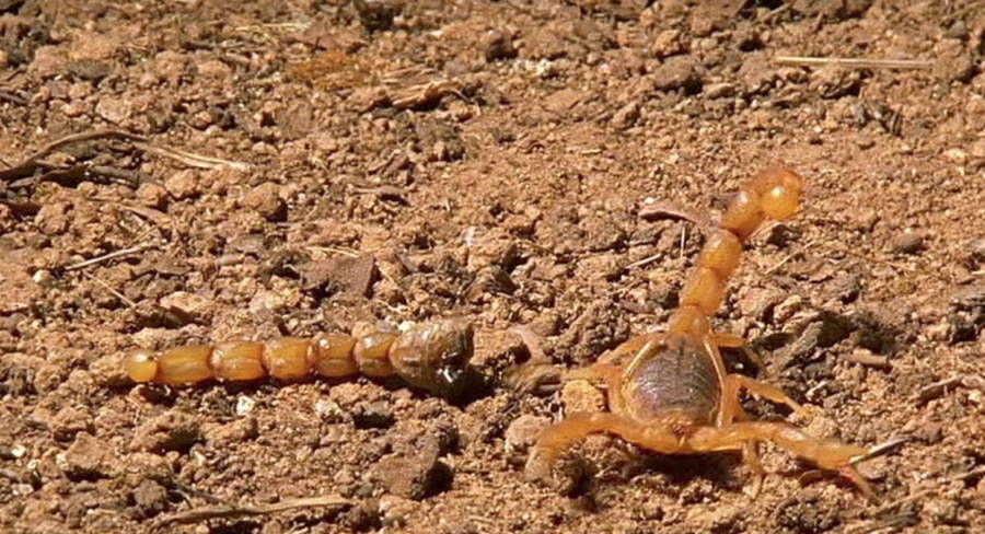 15 Cannibal Animals That Scientists Have Observed In The Wild