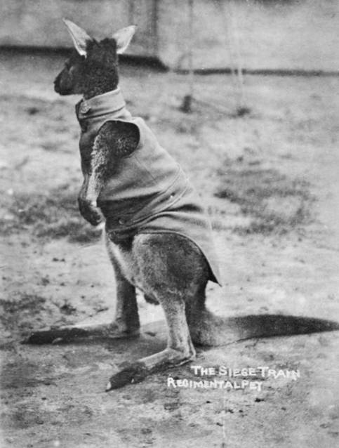 Army Mascots Of Decades Past: 16 Vintage Photos