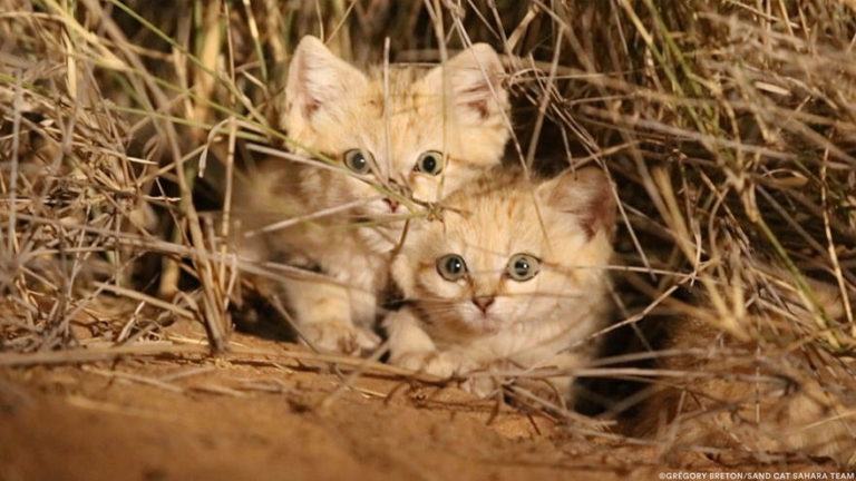 Sand Cat Kittens Filmed In The Wild For The First Time Ever [Video]