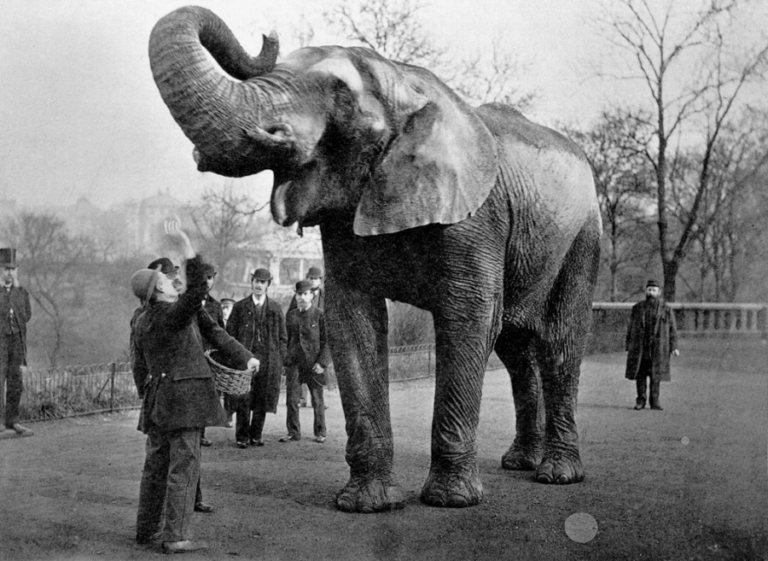 How Jumbo The Elephant Went From "The Greatest Show On Earth" To A ...