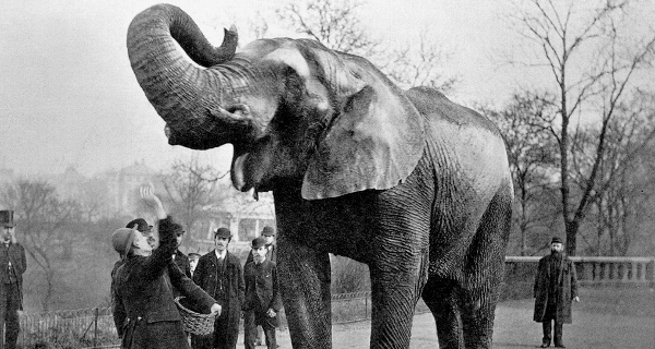 How Jumbo The Elephant Went From "The Greatest Show On Earth" To A ...