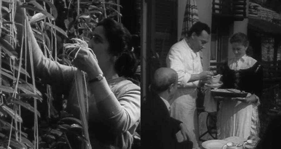 Inside The Bizarre 'Spaghetti Tree' Hoax Of 1957