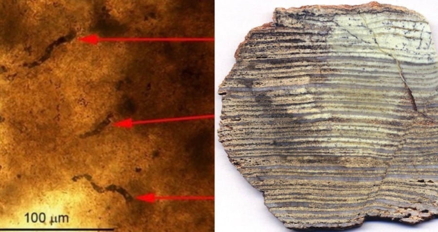 What Are The Oldest Fossils Ever Found On Earth?