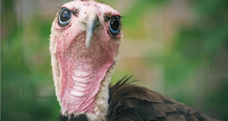 Kentucky Meat Shower Of 1876: What The Hell Happened?