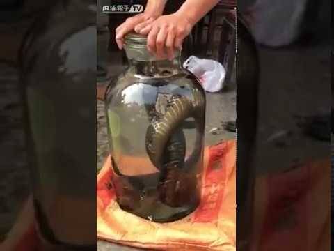 Snake Wine: Southeast Asia's Creepiest Alternative Medicine