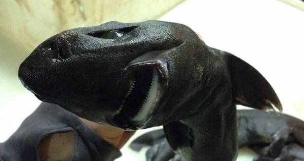 The 30 Best Roman Fedortsov Photos Of Creepy Deep-Sea Creatures