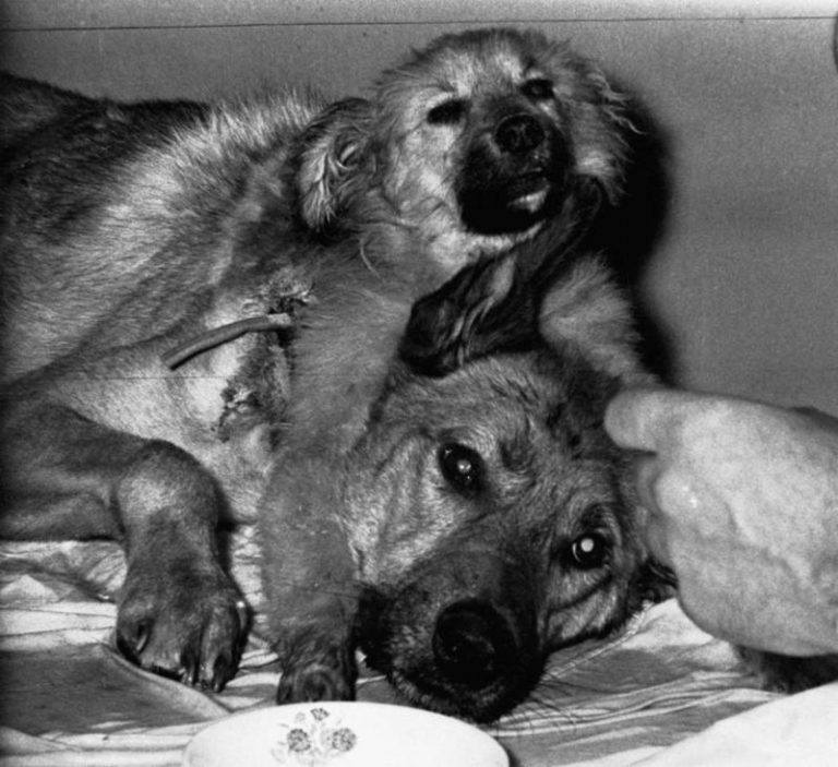 How Vladimir Demikhov Made A Two-Headed Dog