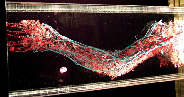 40 Amazing And Weird Human Body Facts