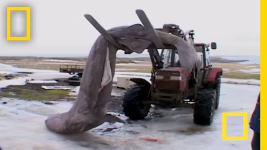 Hakarl: Iceland's National Dish Is Basically Rancid And Toxic Shark