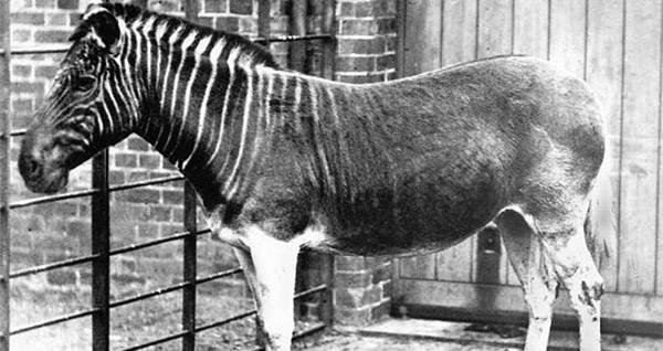 35 Extinct Animals That Should Be Cloned Back Into Existence